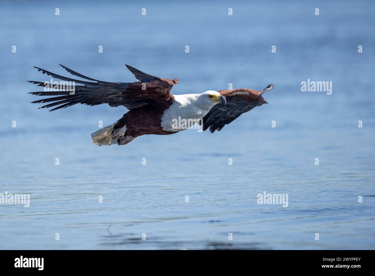 African fish eagle swoop okavango delta hi-res stock photography and ...
