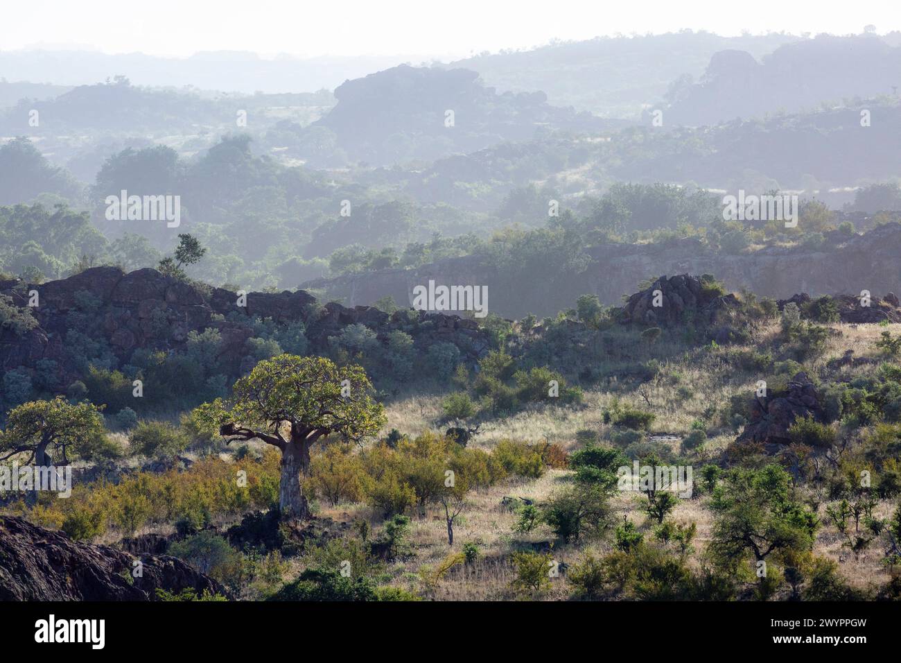 Rugged Mapungubwe landscape with a series of rocky ridges and lone ...