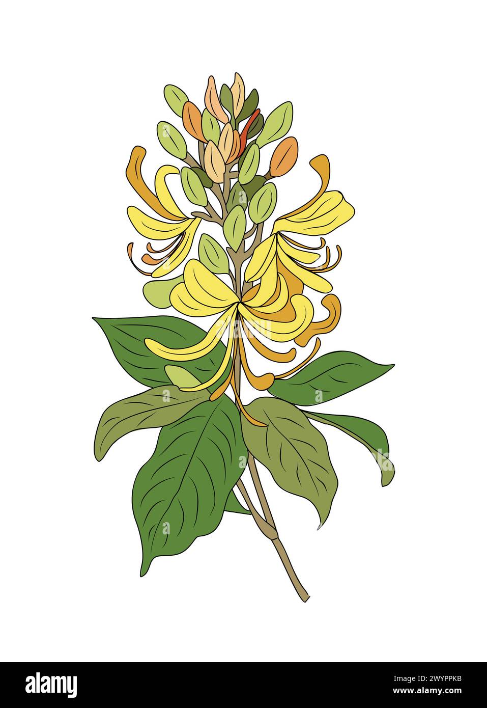 Honeysuckle, June Birth month flowers vector set Stock Vector Image ...