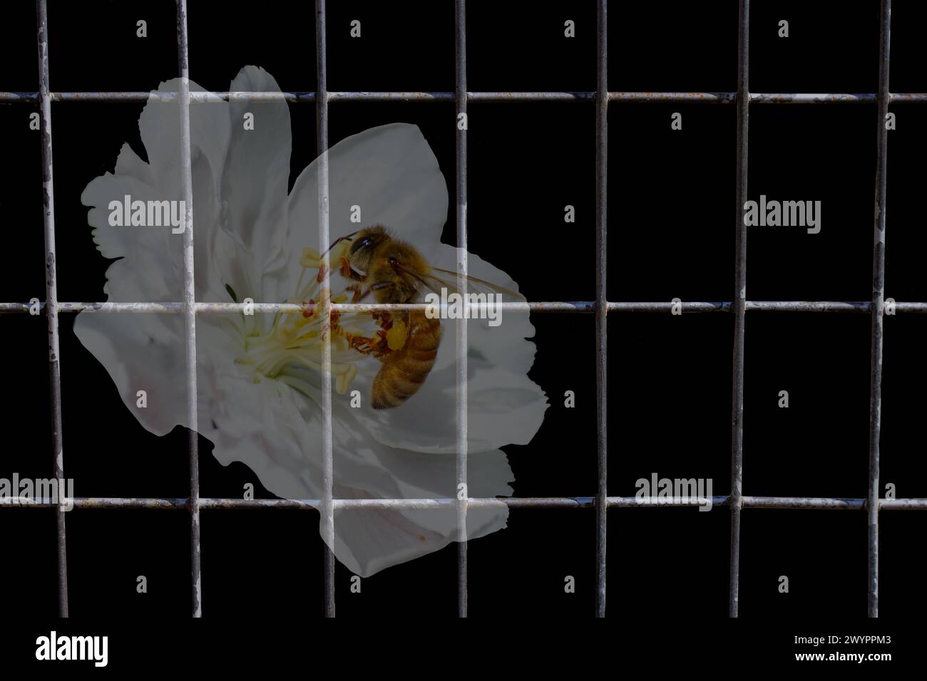 Bee fence hi-res stock photography and images - Alamy