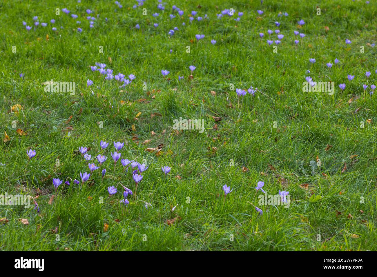 Purple crocus blooms hi-res stock photography and images - Alamy