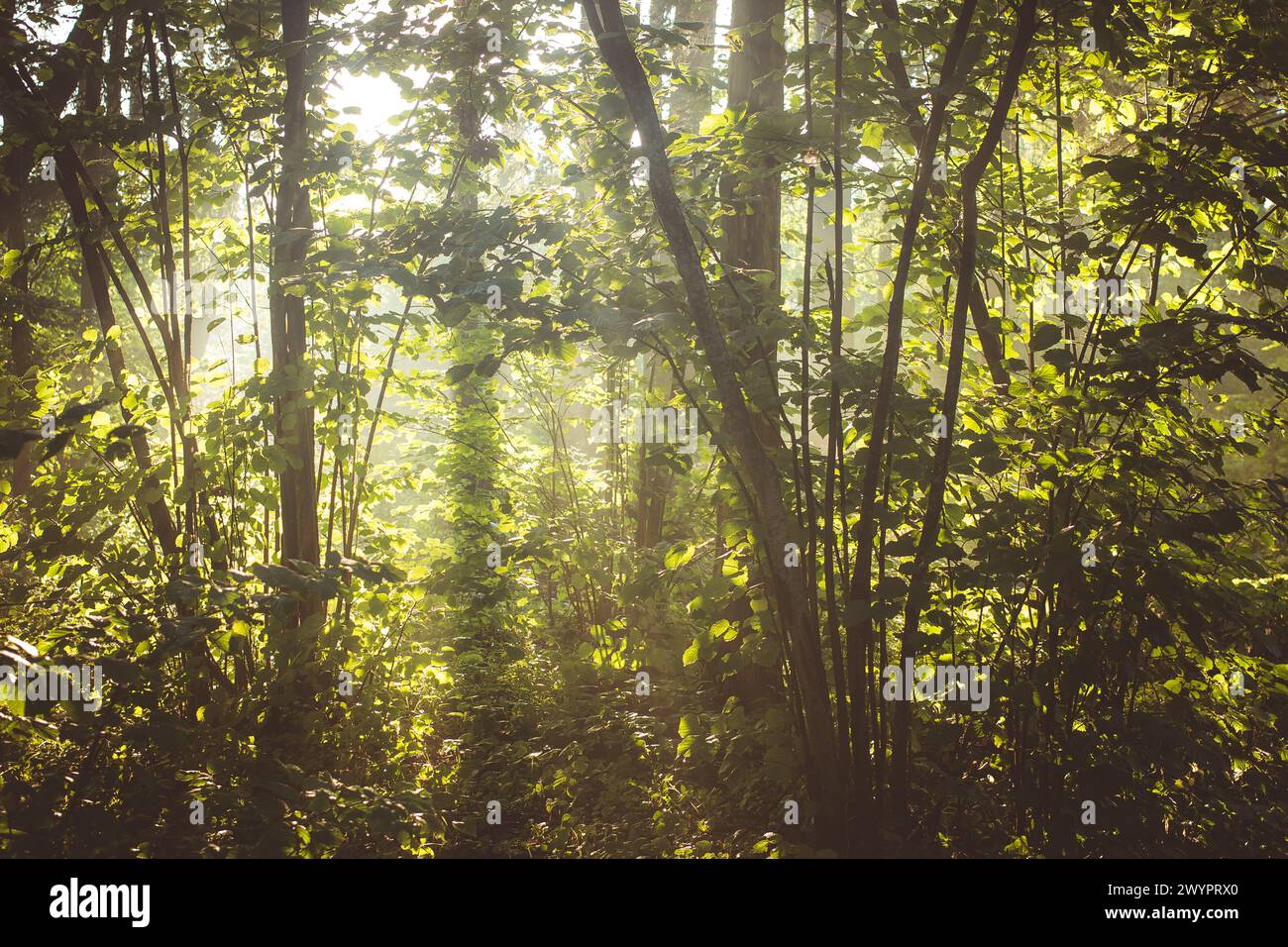 Sun rays in the forest after rain, high humidity Stock Photo - Alamy