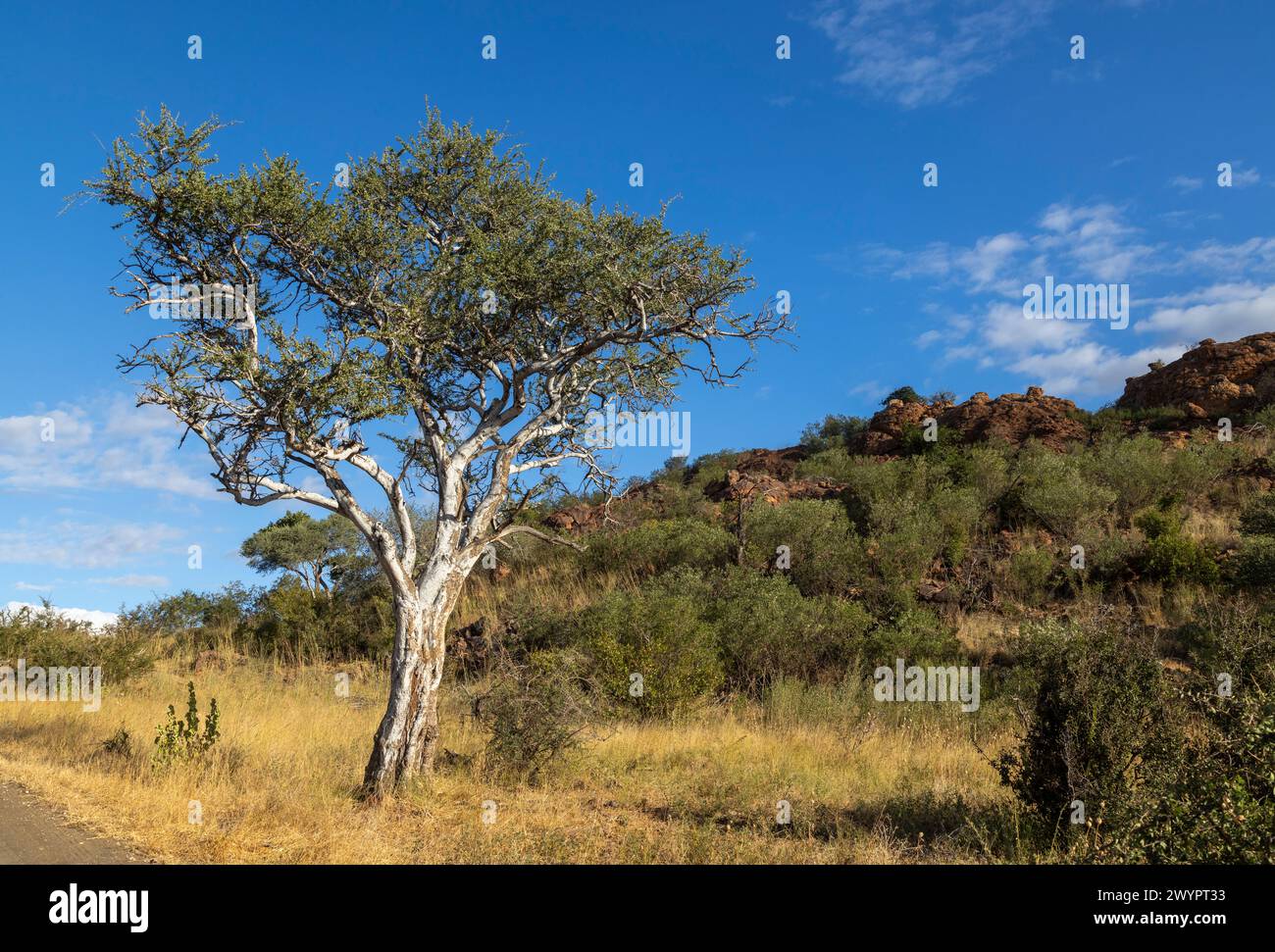 The legendary shepherd's tree Boscia albitrunca in set in a typical ...