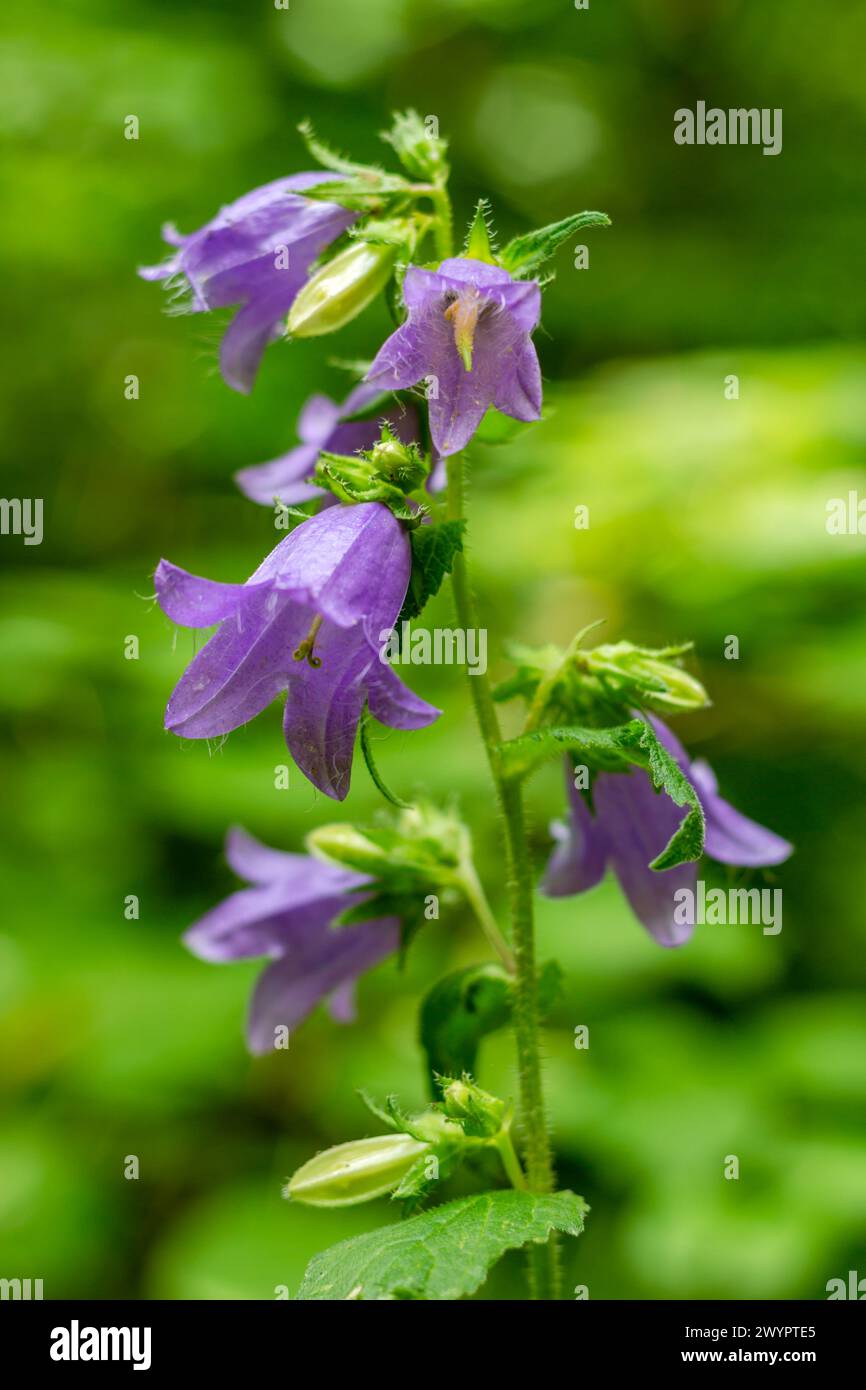Flowering plant giant bellflower broadleaf (Campanula latifolia Stock ...