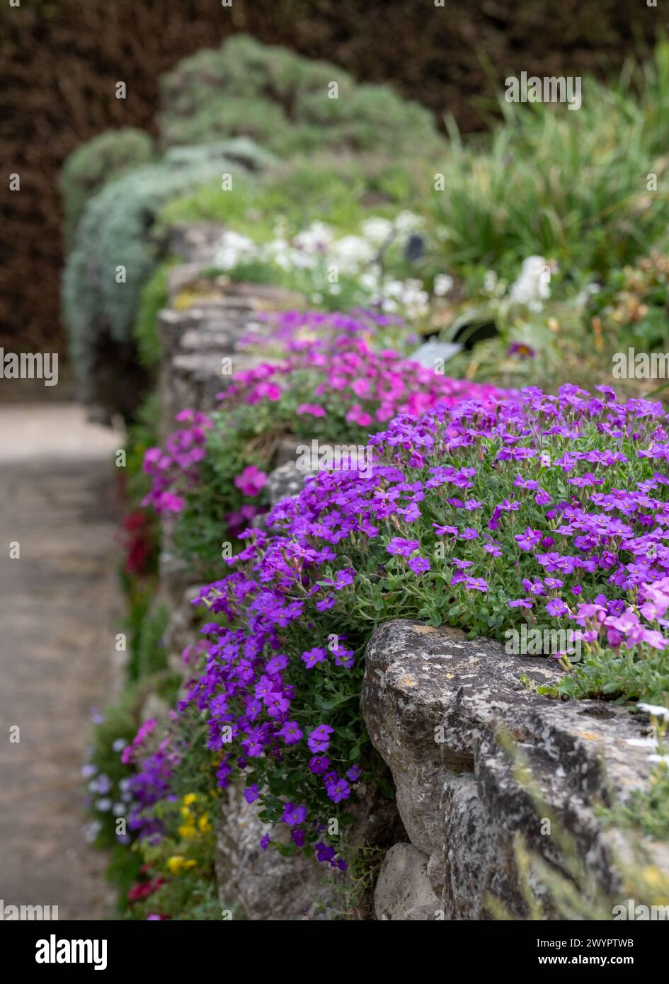 Colourful purple and pink flowered aubretia trailing plants growing on ...