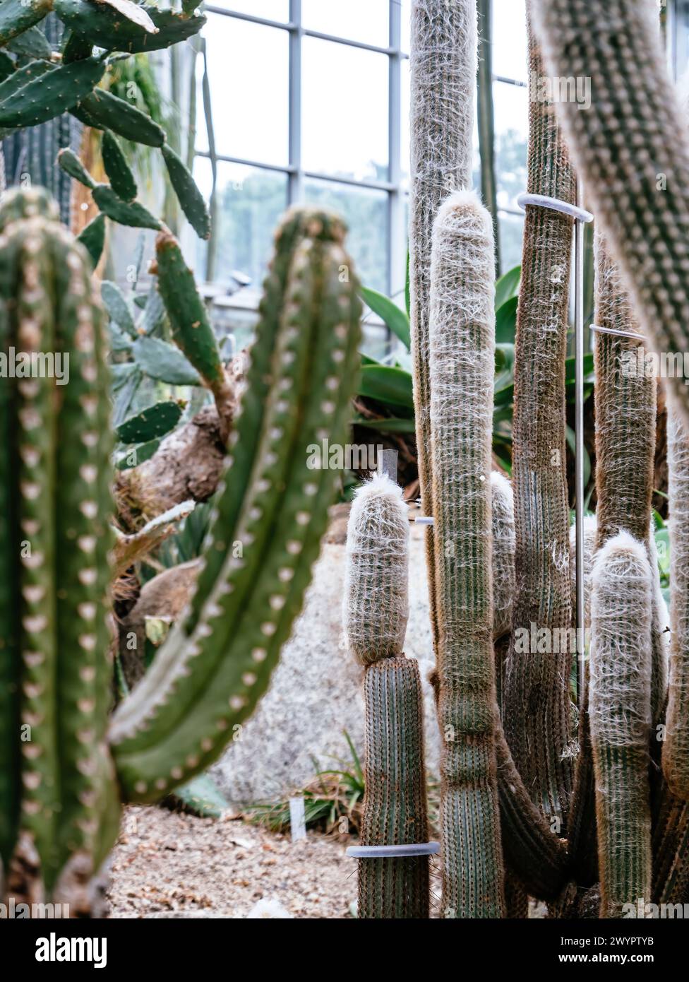 A variety of cacti, including tall columnar types, thrive inside a ...