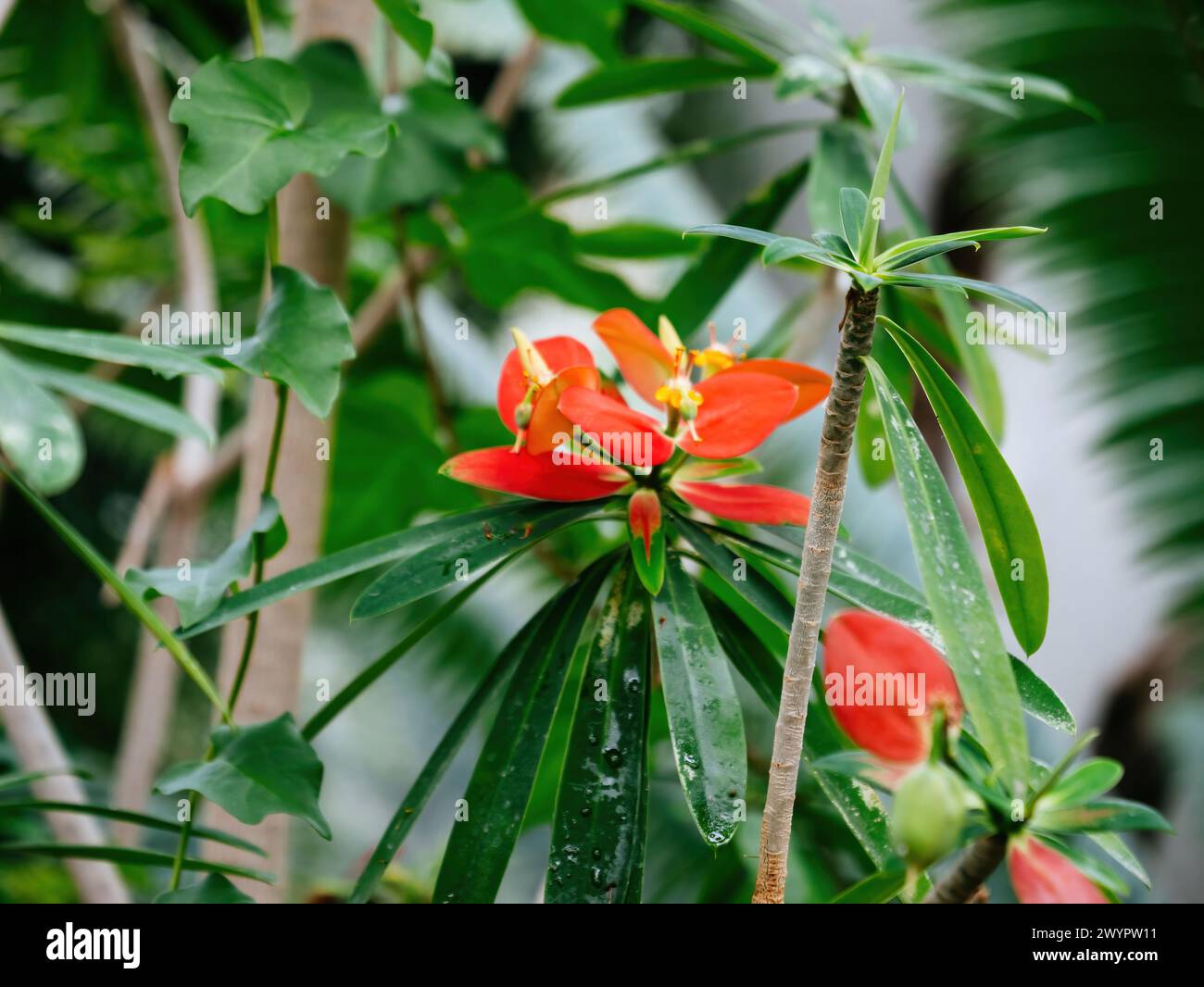 Euphorbia punicea, known as Jamaican Poinsettia, exhibits radiant red ...