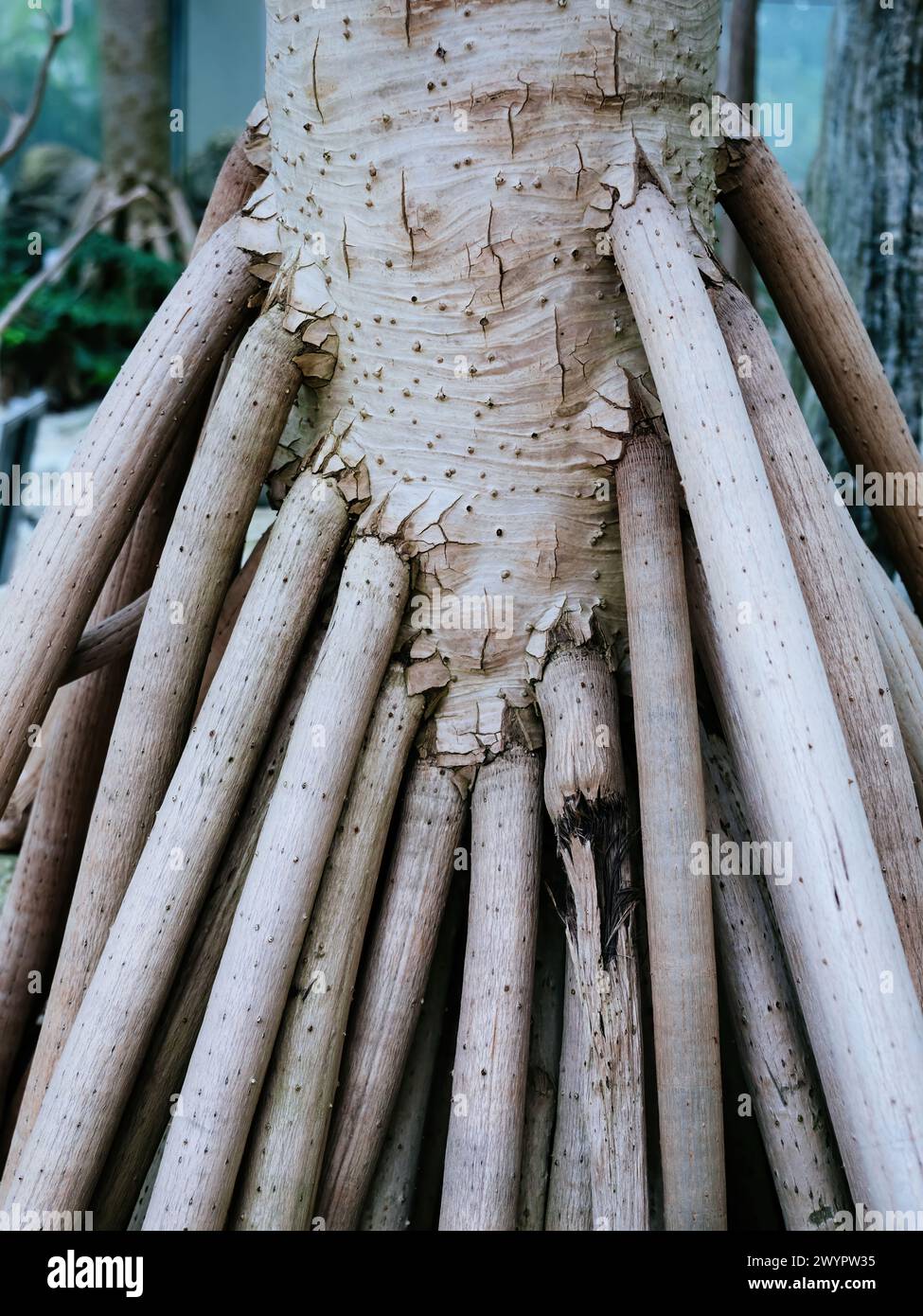 An intricate display of the unique root system of the Pandanus utilius ...