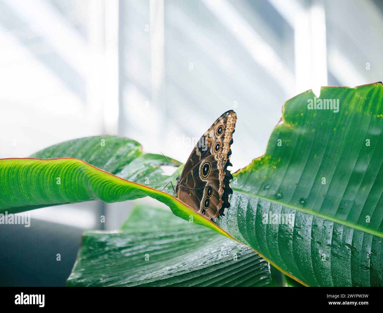 Morpho butterfly resting delicately on a vibrant banana leaf ...
