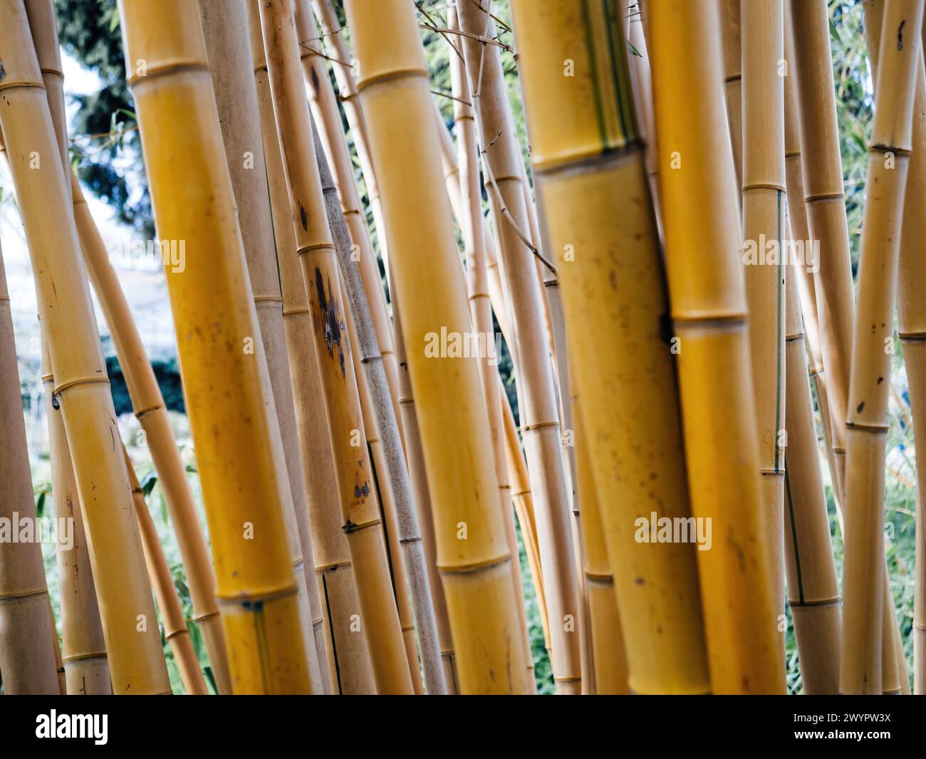 Phyllostachys aurea, commonly known as Golden Bamboo, stands tall with ...