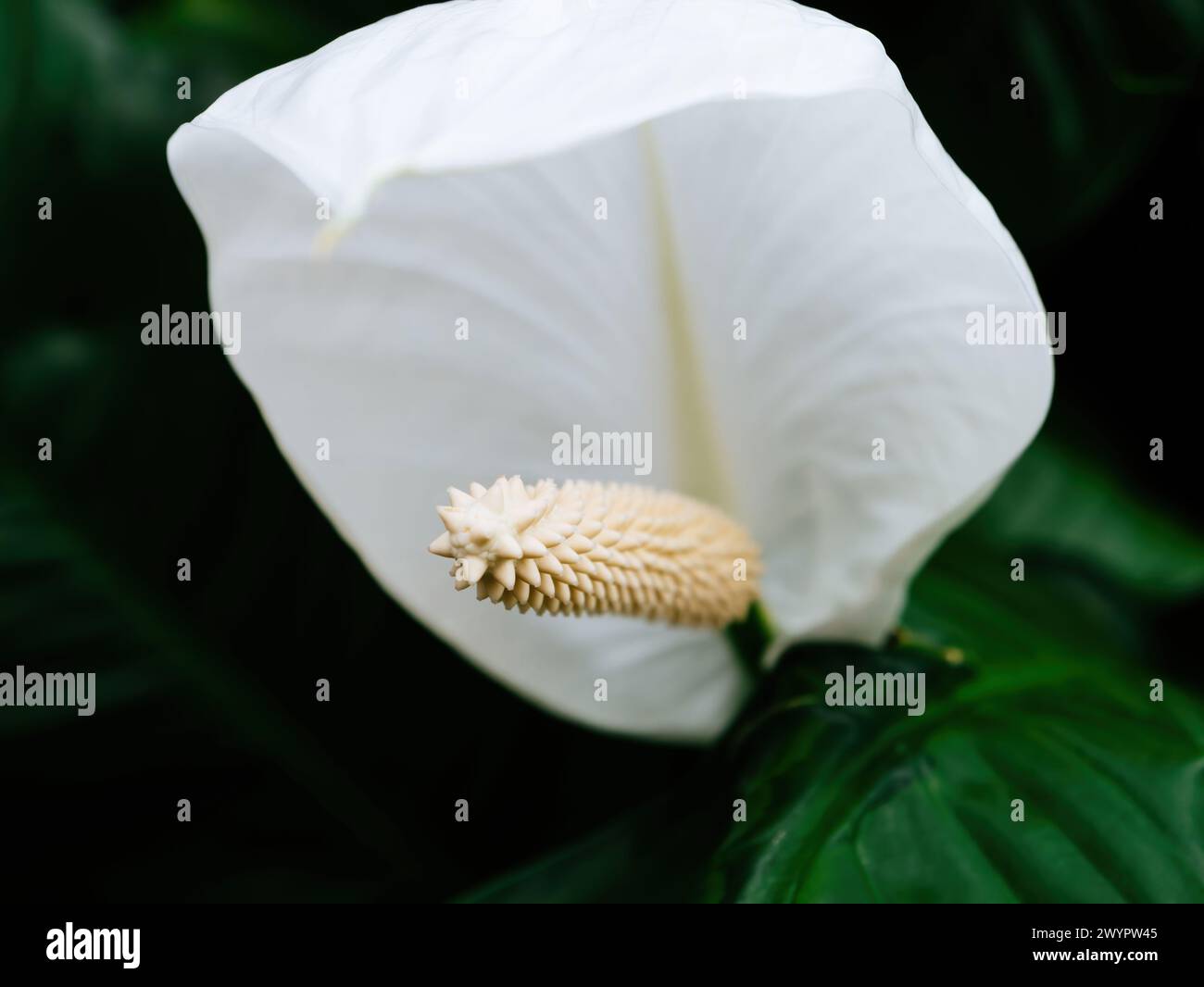The Spathiphyllum, commonly called Peace Lily, displays its white, sail ...