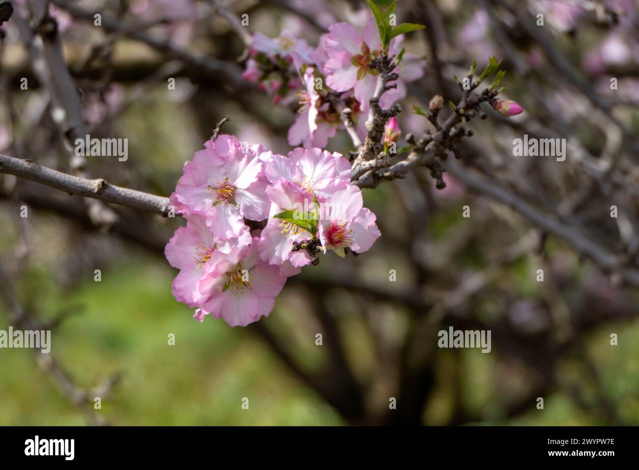 Pink almond flowers and buds close-up in orchard Stock Photo - Alamy