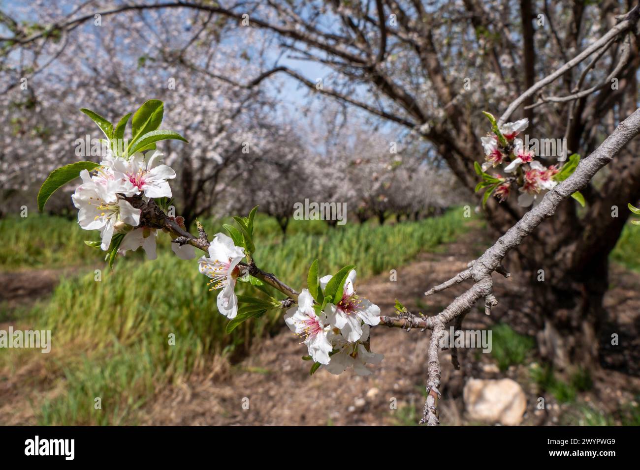 Almond buds hi-res stock photography and images - Alamy