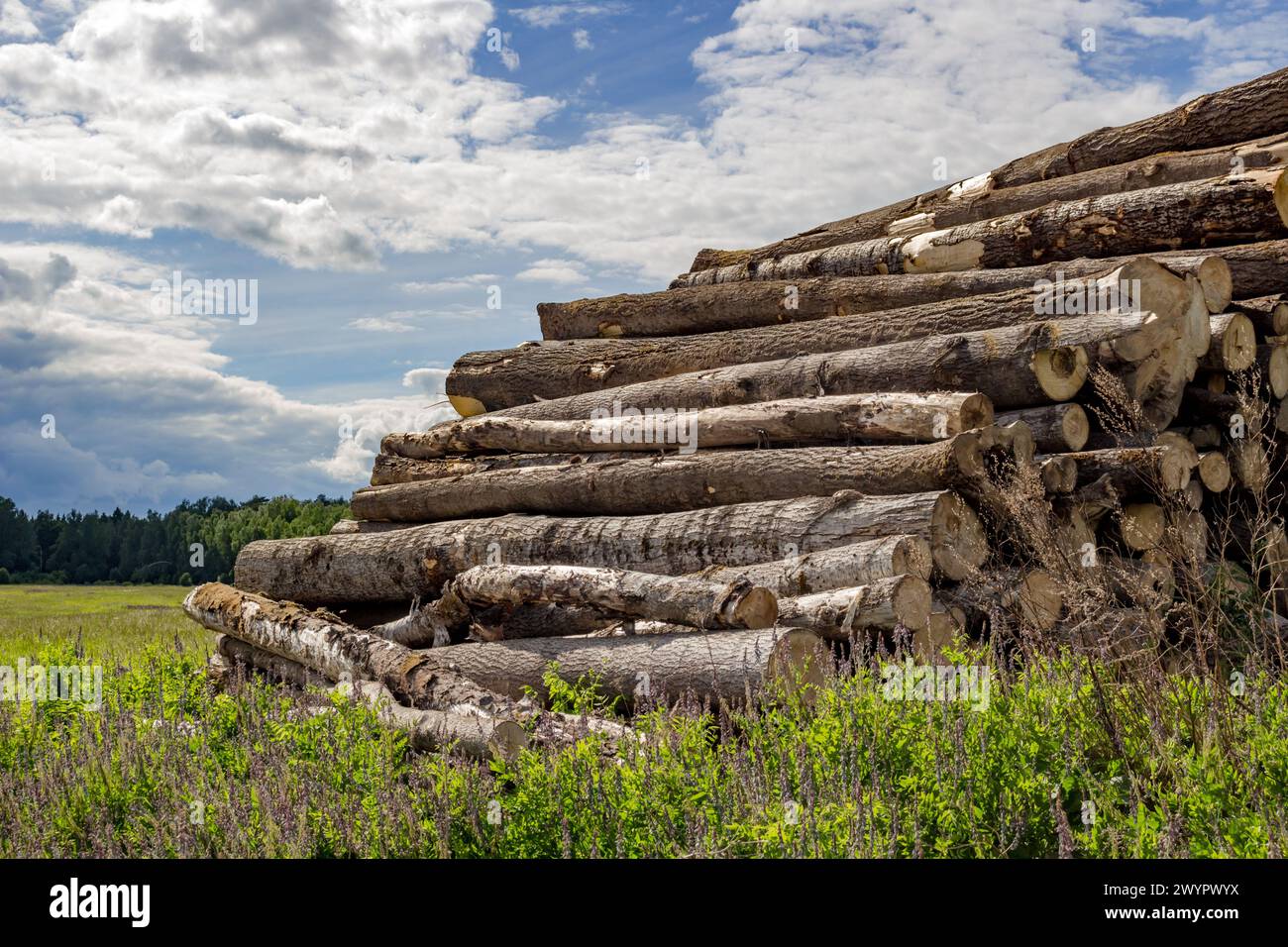 Piled tree trunks - logging in the open field Stock Photo - Alamy