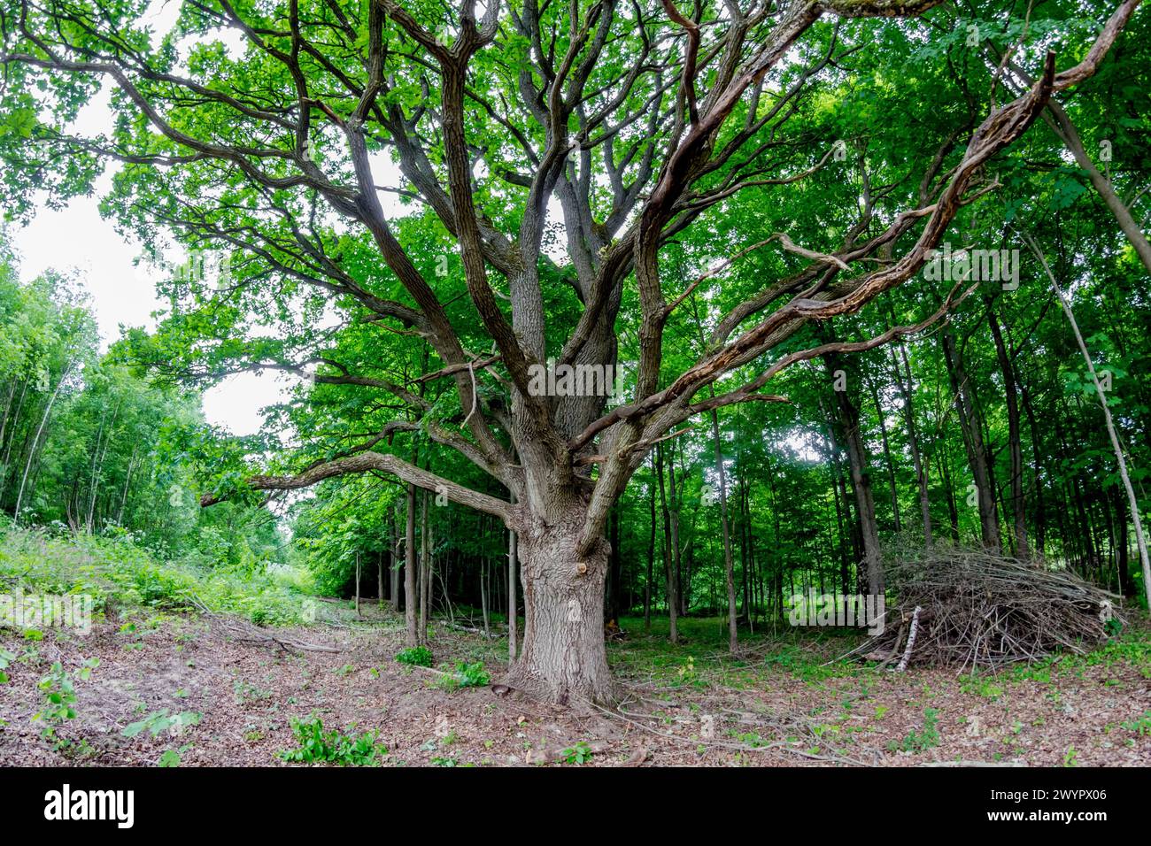 Oak tree with spreading crown hi-res stock photography and images - Alamy