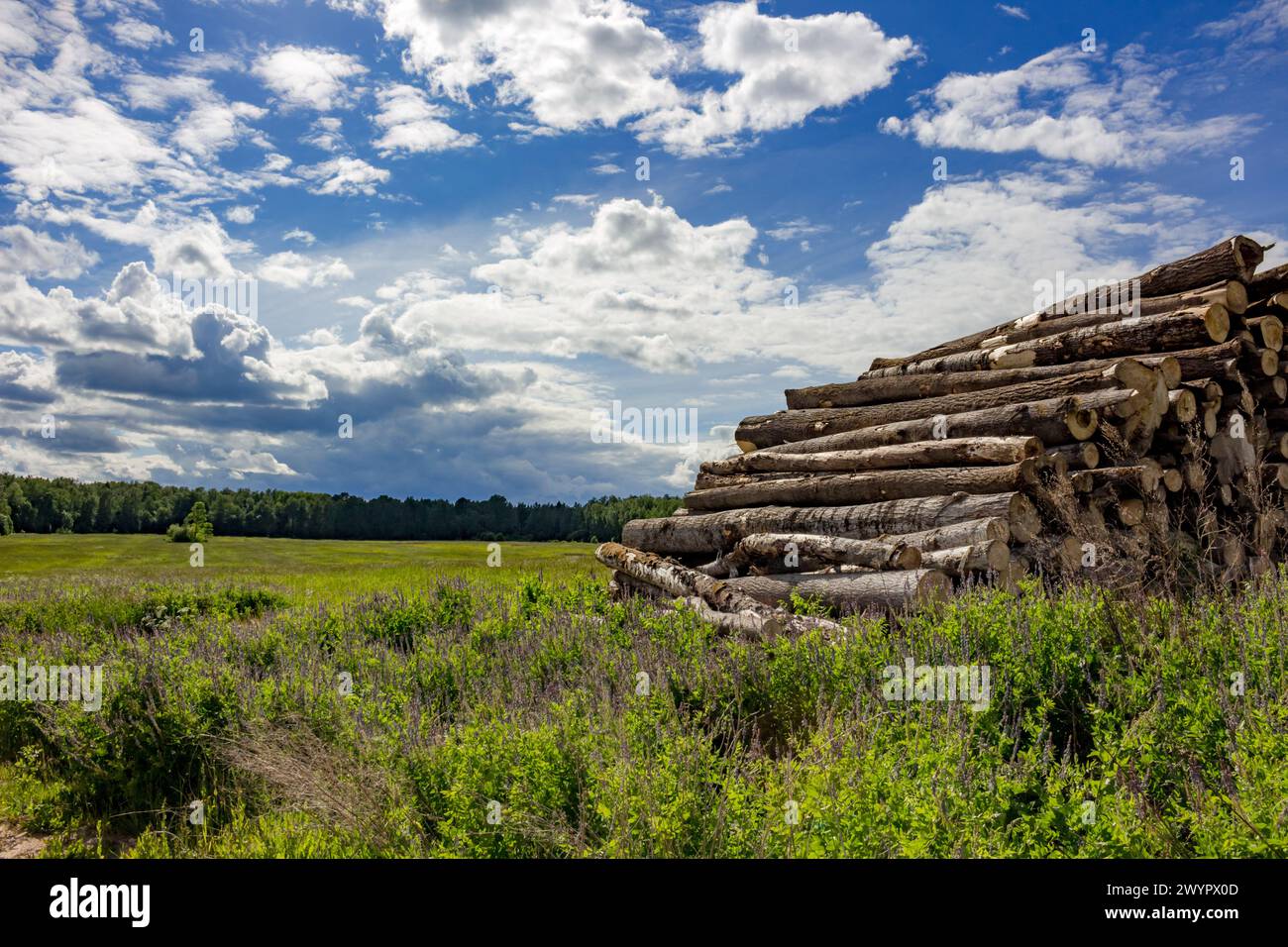 Piled tree trunks - logging in the open field Stock Photo - Alamy