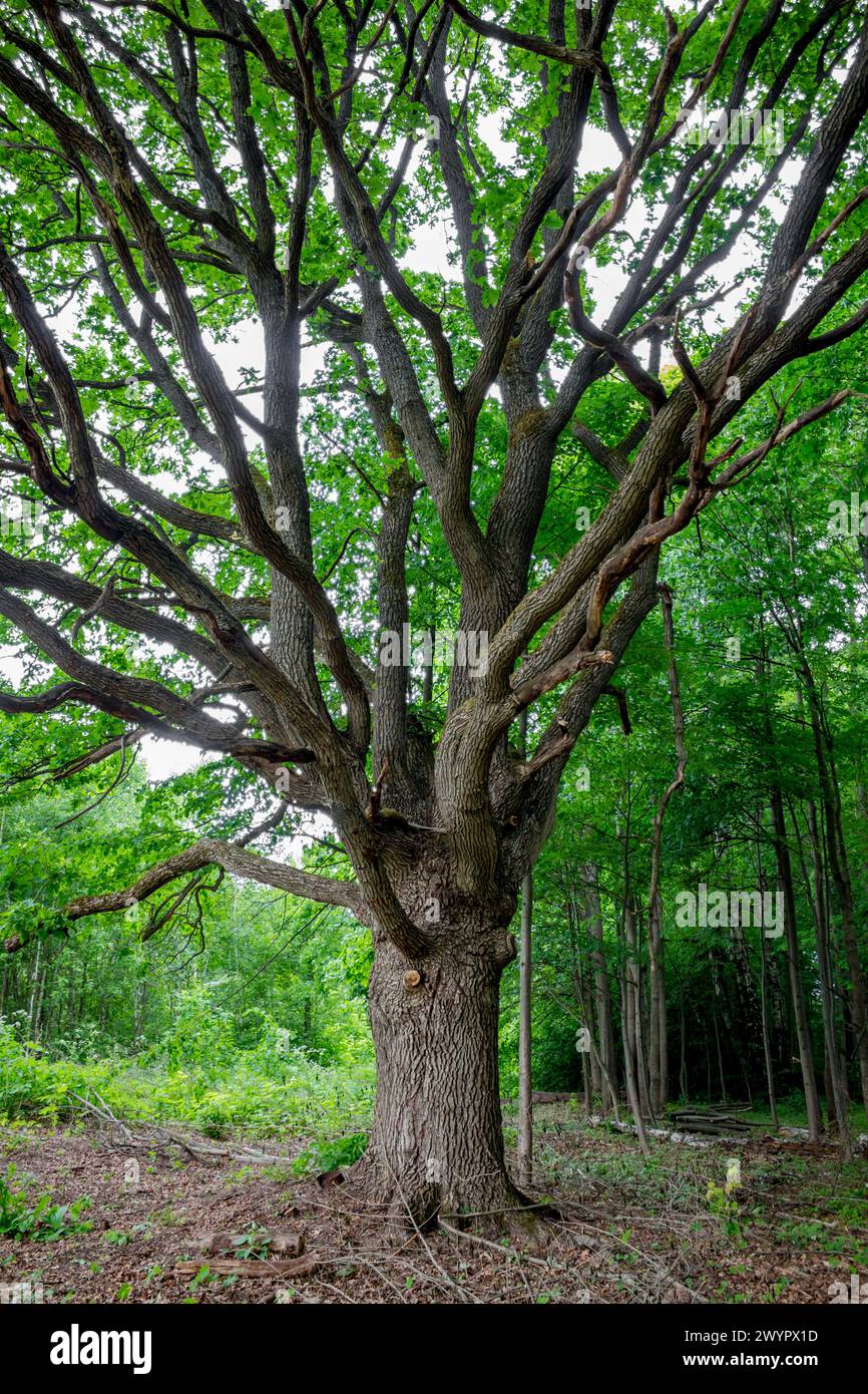 Oak tree with spreading crown hi-res stock photography and images - Alamy