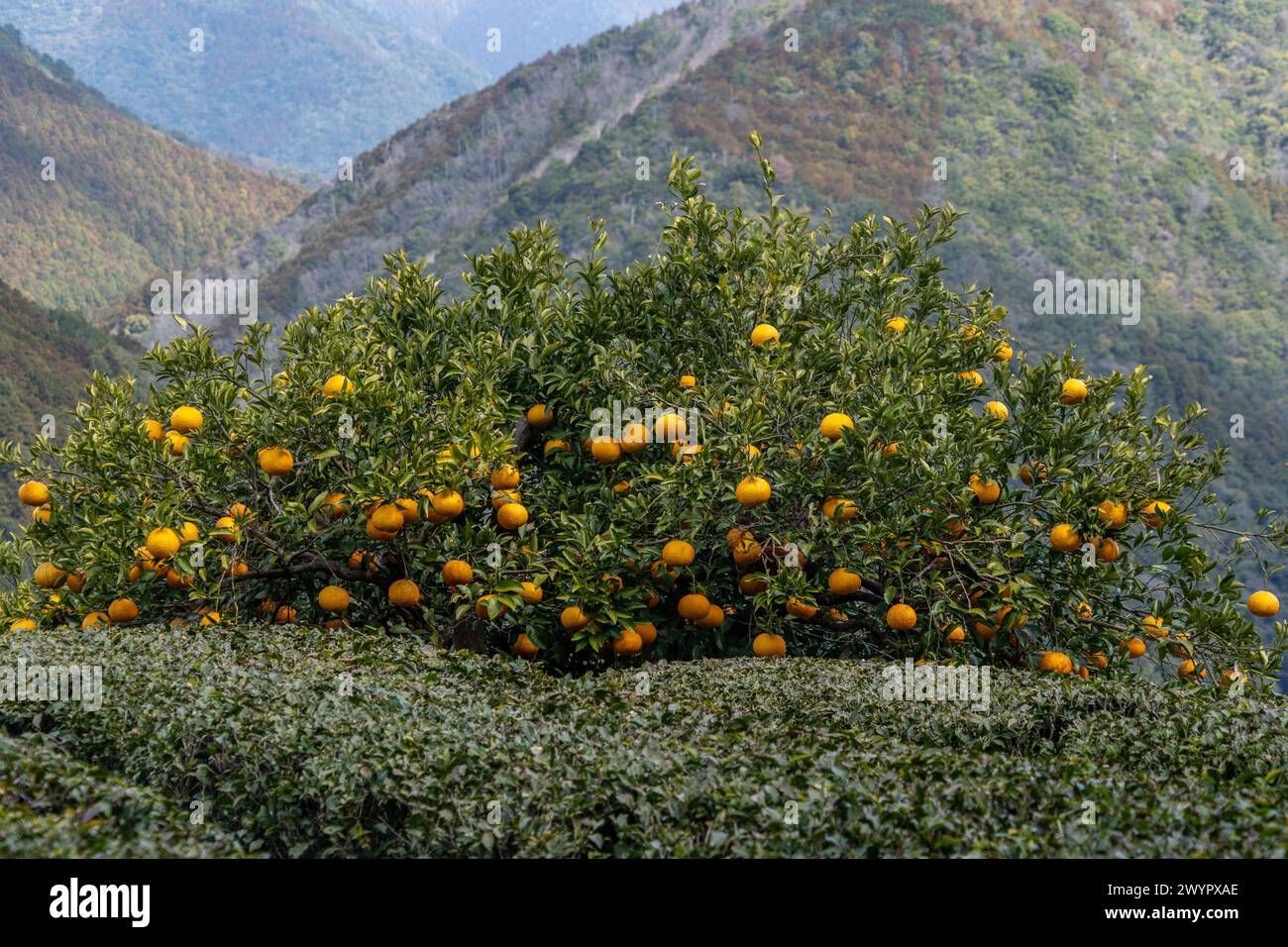 Visitors and views along the Kumano Kodo ancient pilgrimage route near ...