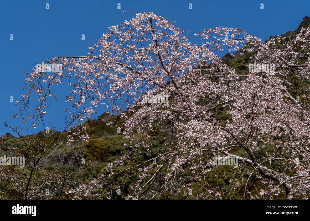 Visitors and views along the Kumano Kodo ancient pilgrimage route near ...