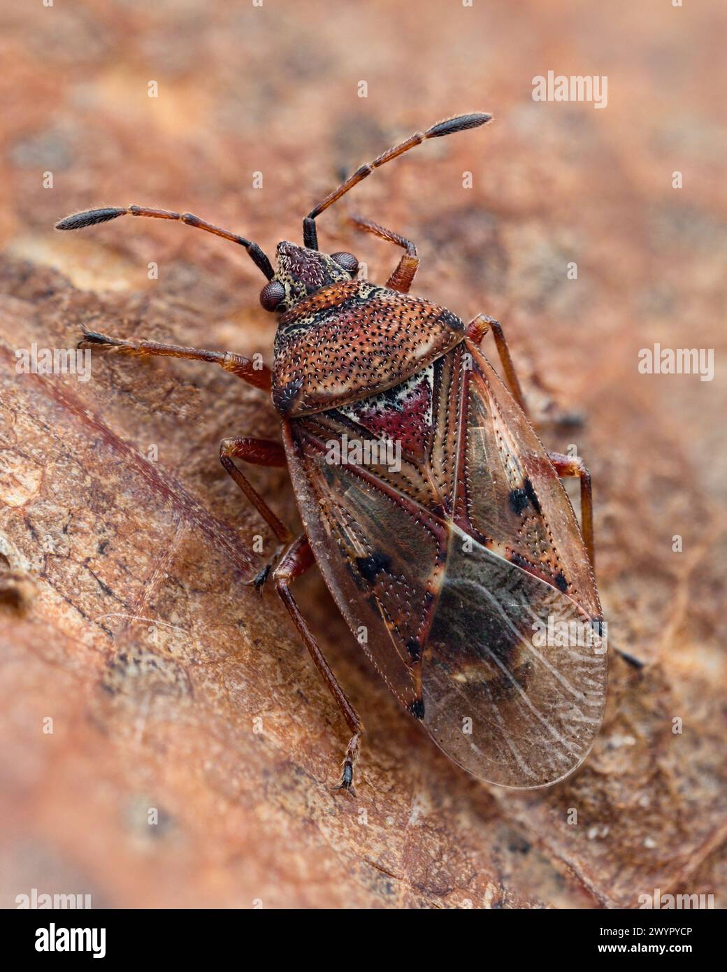 Birch Catkin Bug (Kleidocerys resedae) resting on dead leaf. Tipperary ...
