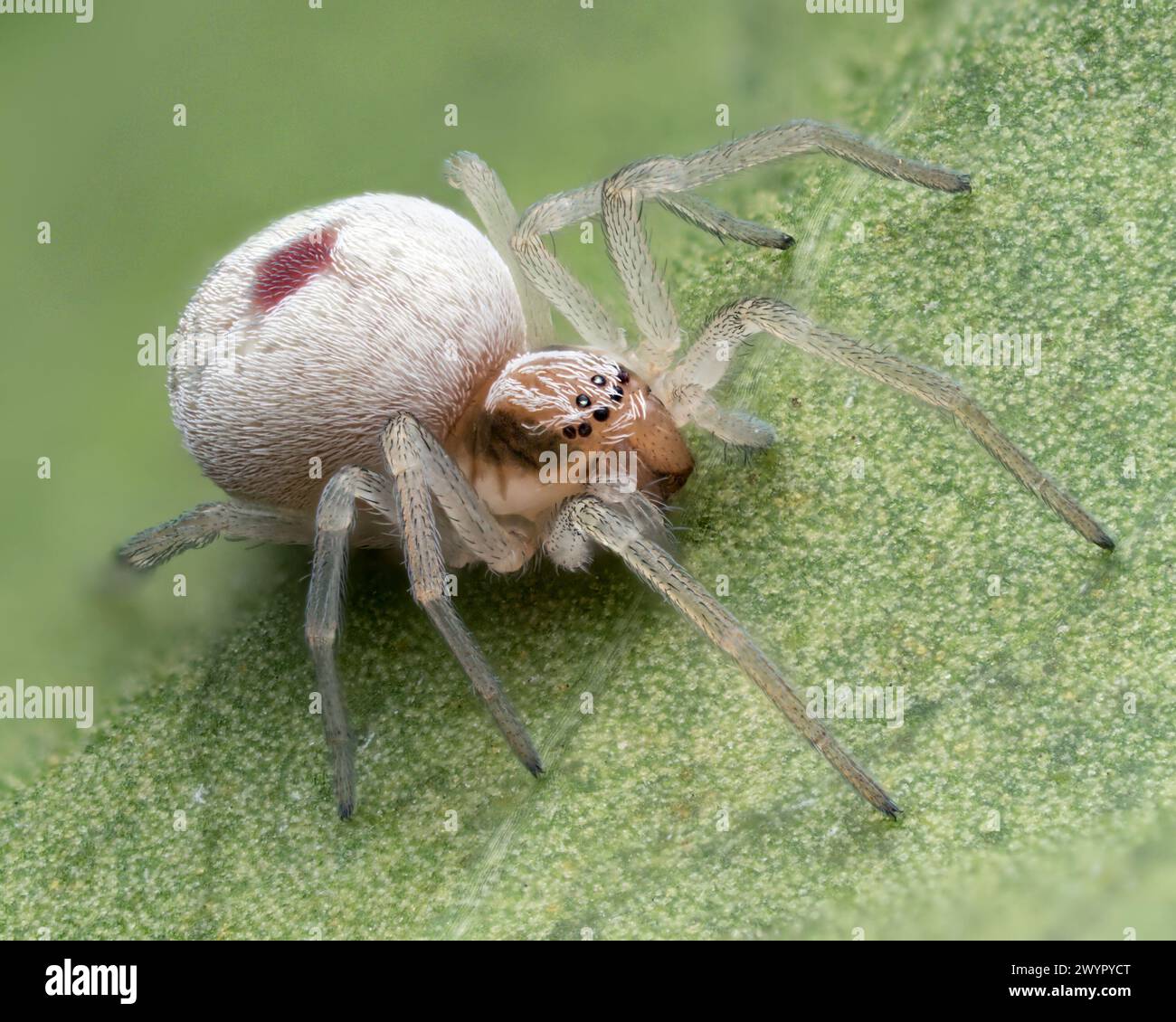 Bleeding heart spider hi-res stock photography and images - Alamy