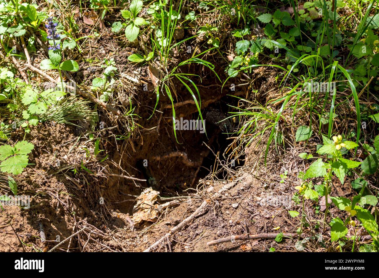 Burrow dwelling hi-res stock photography and images - Alamy
