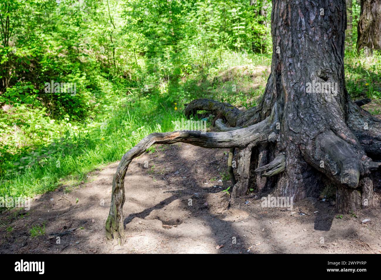 Tree trunk protruding hi-res stock photography and images - Alamy