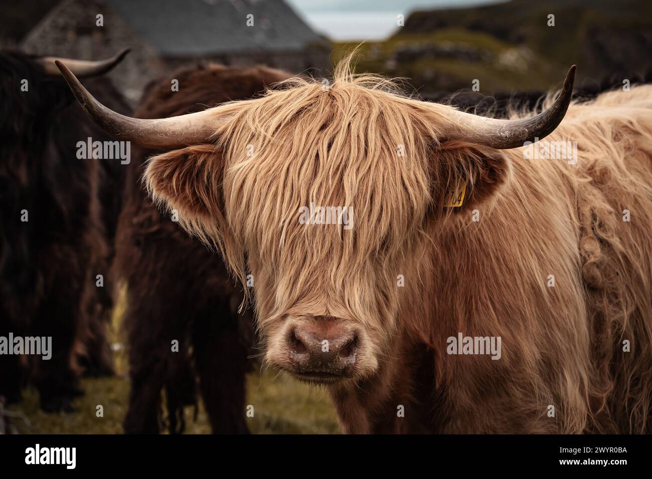 Highland cow (dun Stock Photo - Alamy
