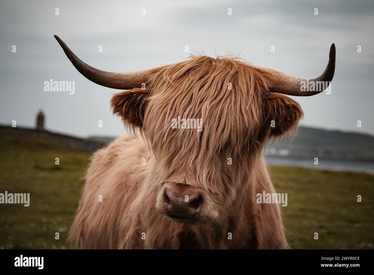 Highland cow (dun Stock Photo - Alamy