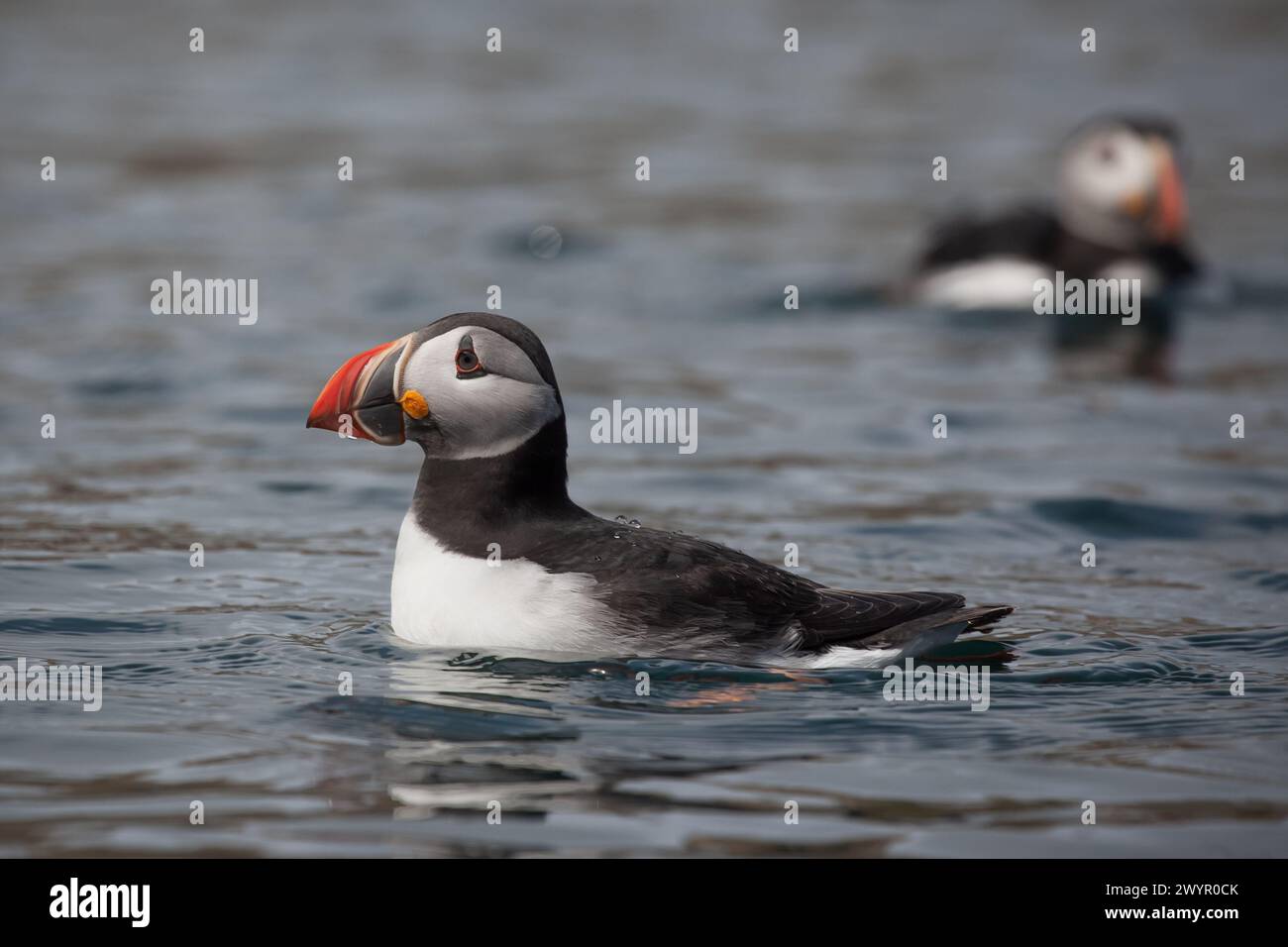 Puffins in sea hi-res stock photography and images - Alamy