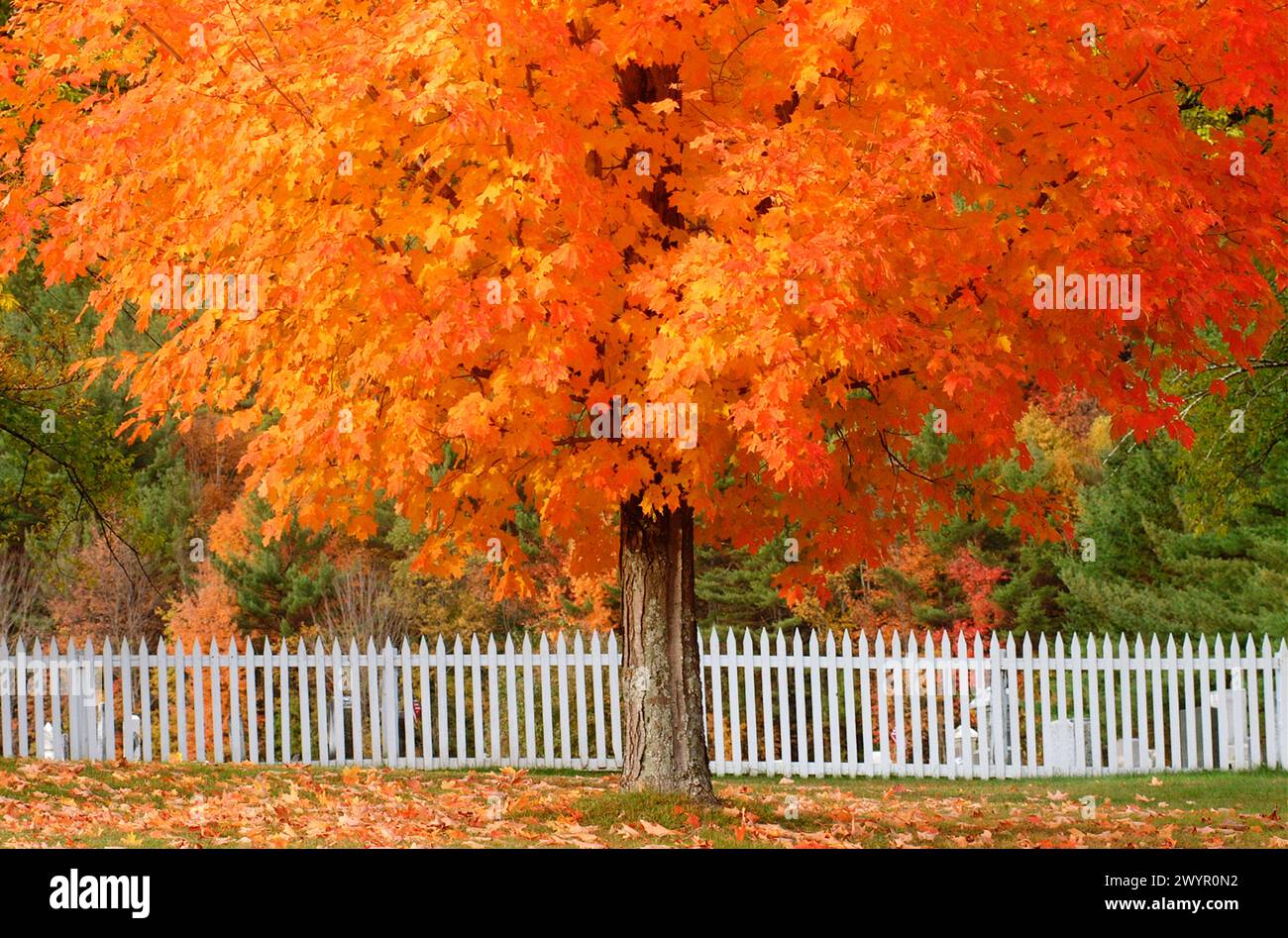 A bright colored maple tree in Rumford Center, Maine Stock Photo - Alamy