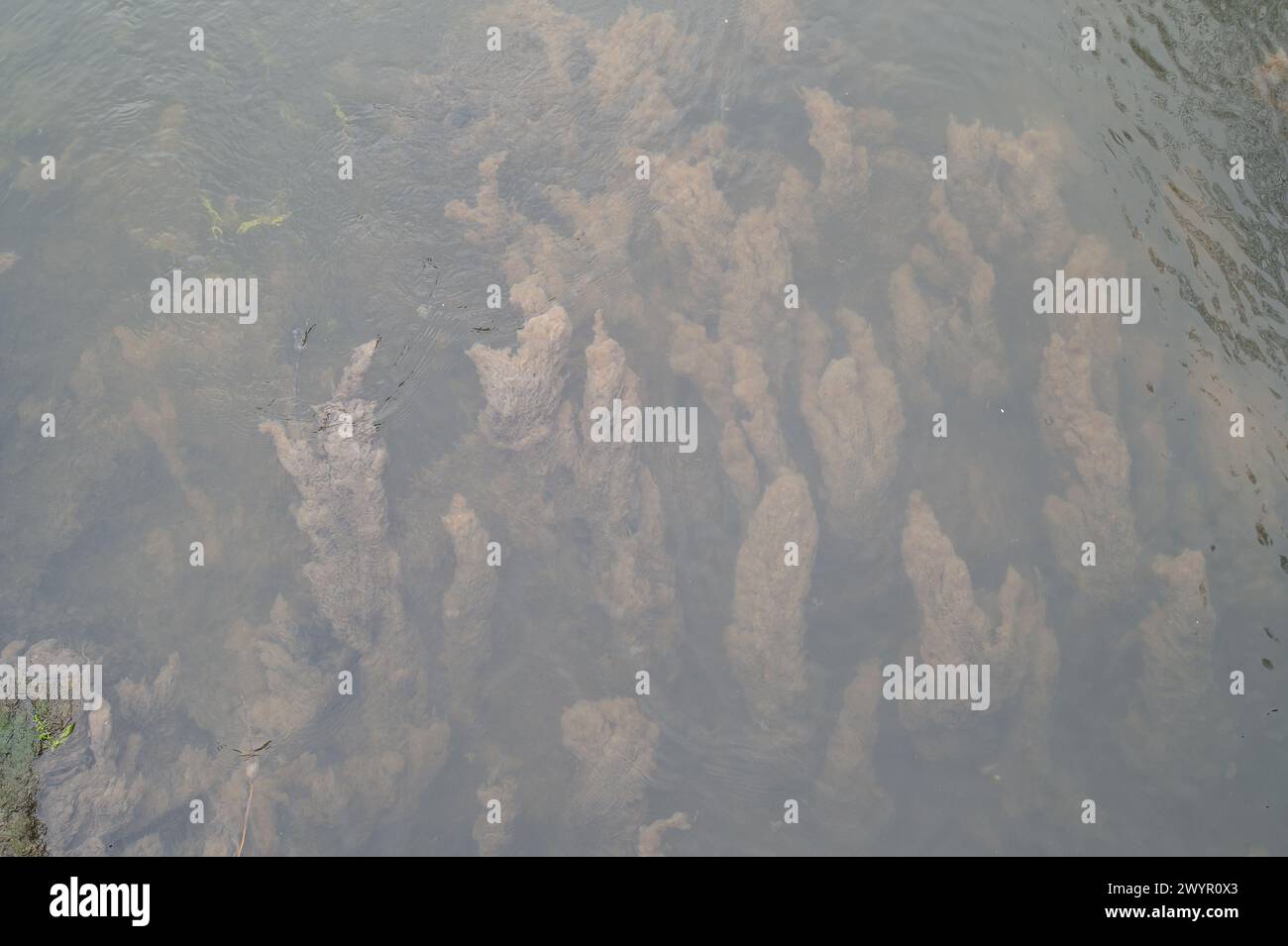 Harefield, UK. 8th April, 2024. Sewage fungus in the River Colne turns ...