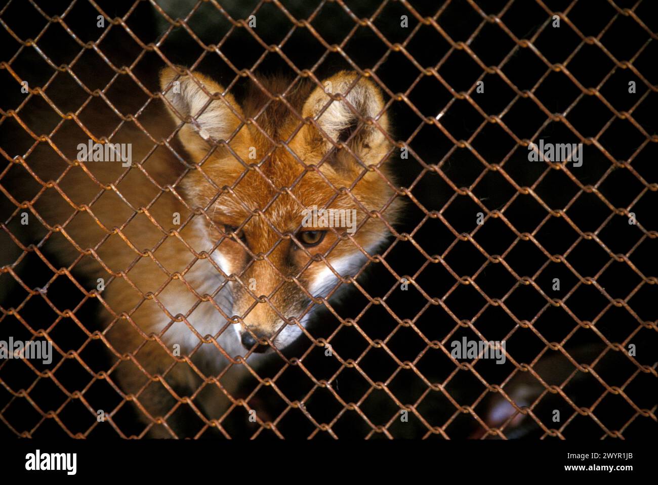 Sad looking fox hi-res stock photography and images - Alamy