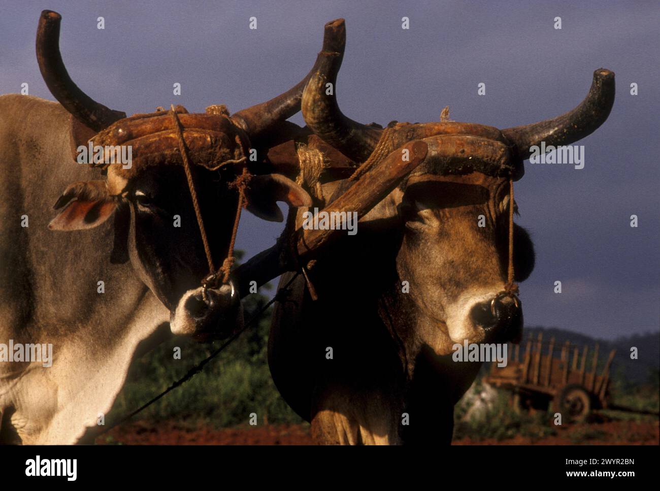 Two oxen pulling a cart, Cuba Stock Photo - Alamy