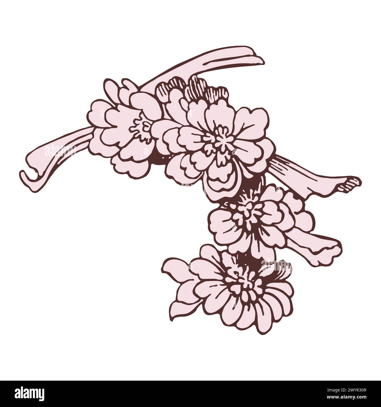 Festive Sakura isolated on white background. Oriental traditional ...