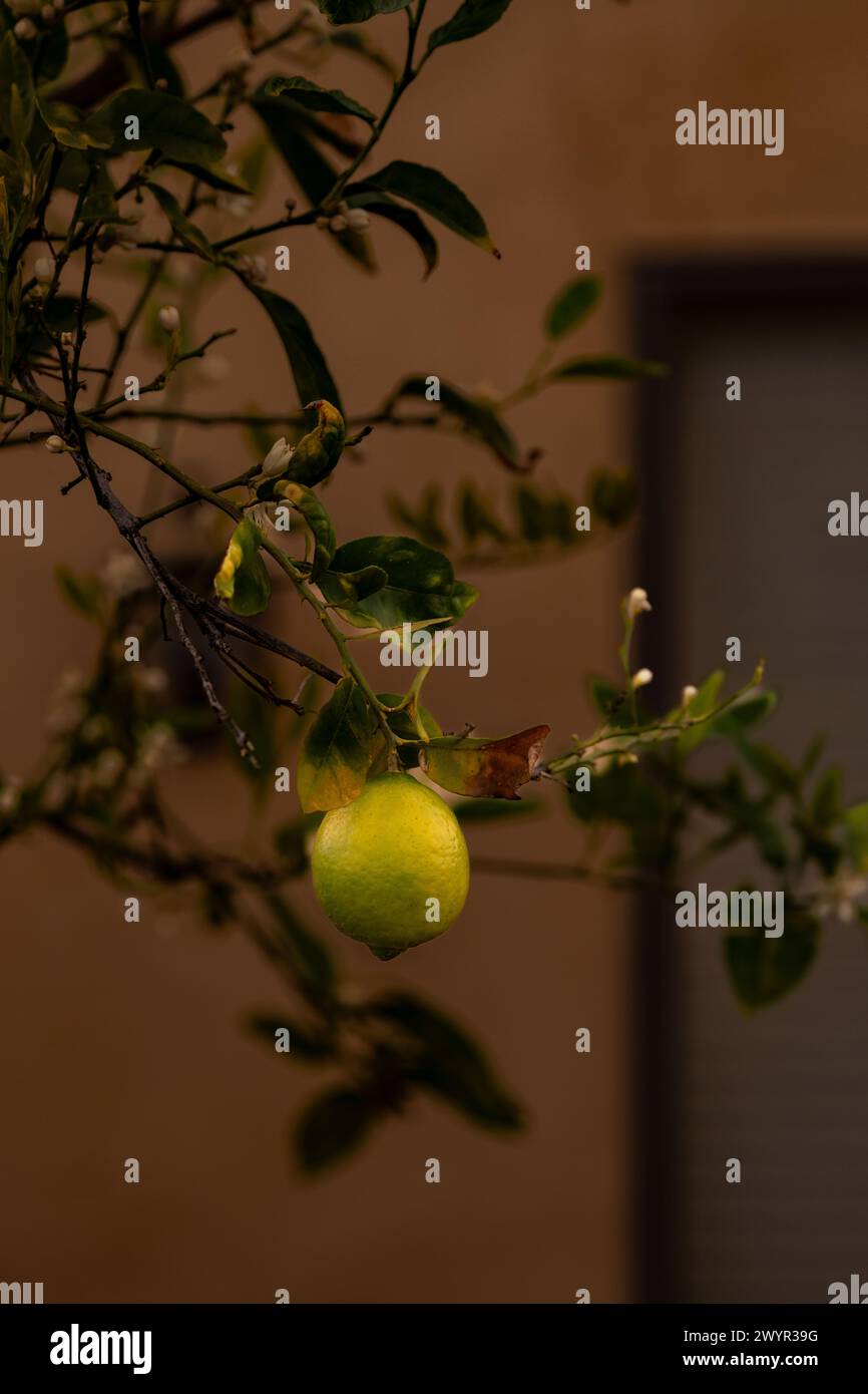 Lemon ripening on the tree Stock Photo - Alamy