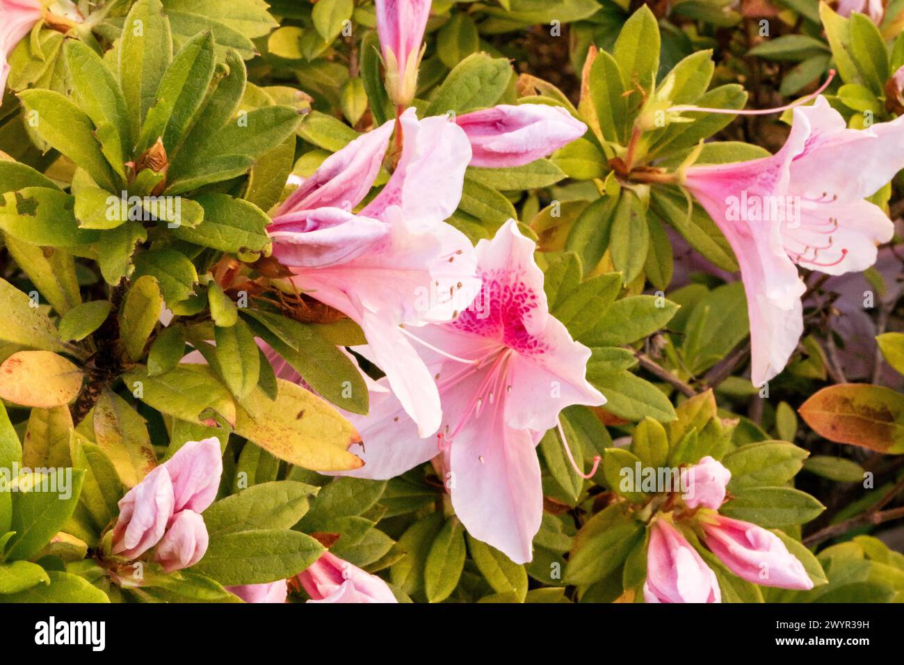 Pink flowers bursting in spring Stock Photo - Alamy