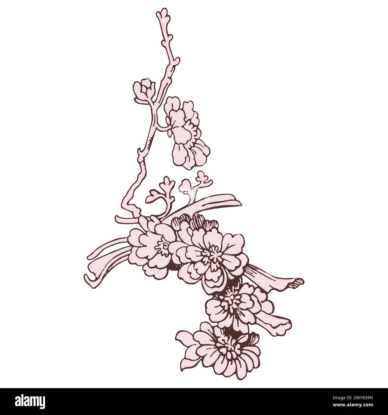 Festive Sakura isolated on white background. Oriental traditional ...