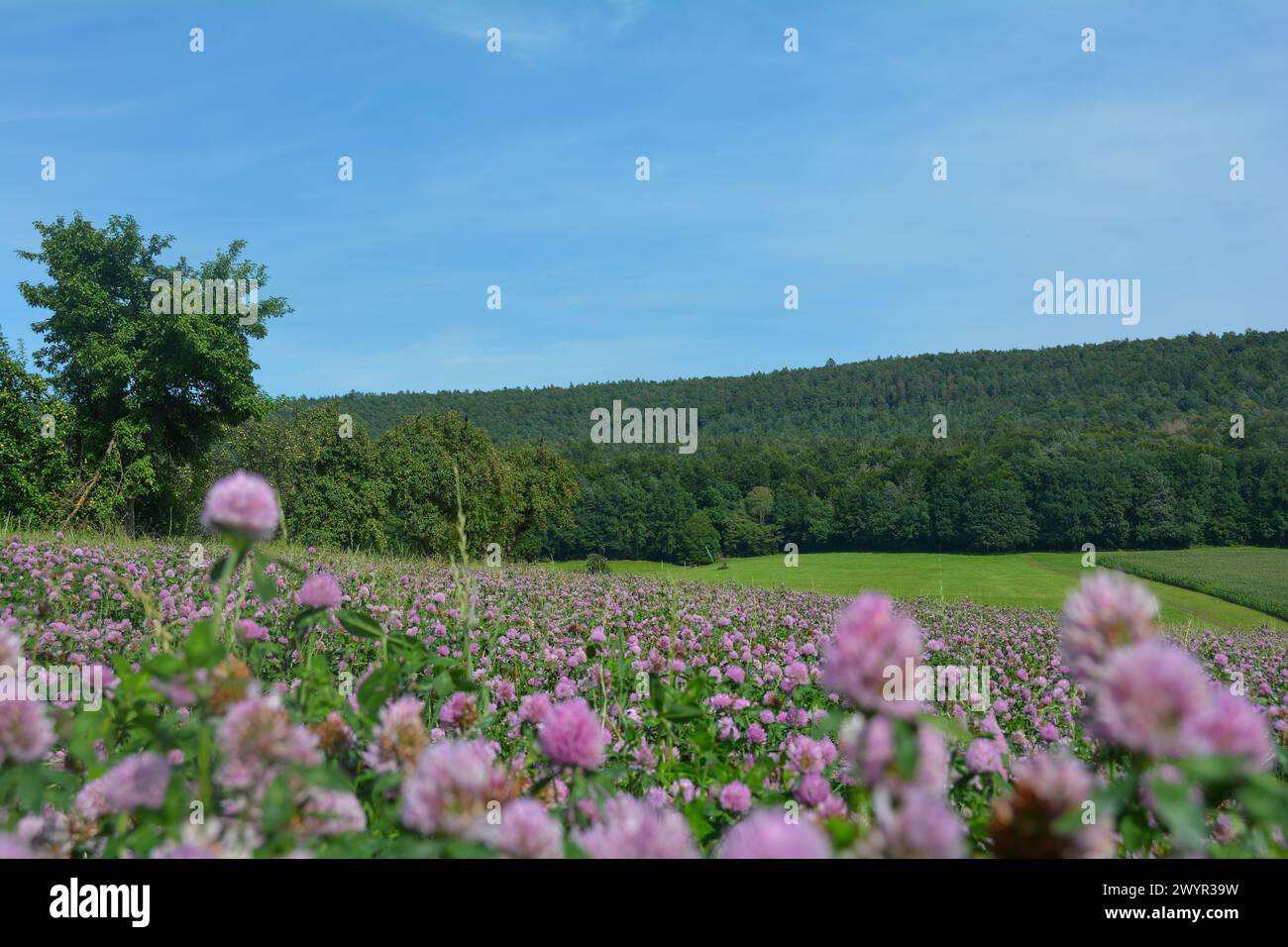 Meadow clover (Trifolium pratense) field with many flowers in green ...