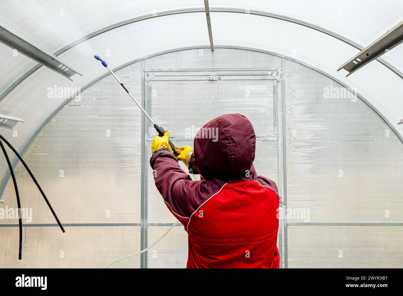 Cleaning the empty greenhouse with an antibacterial cleaner liquid ...
