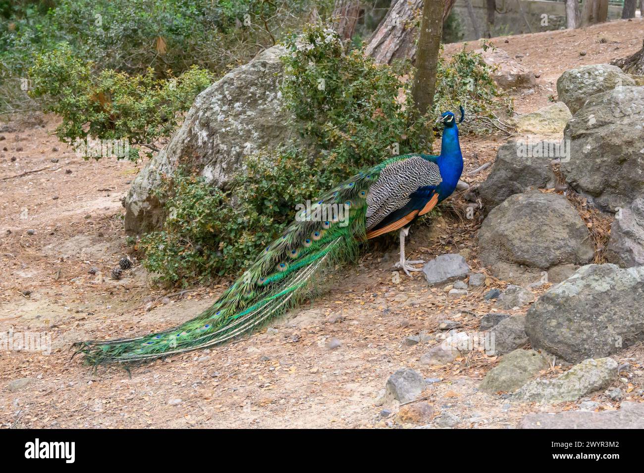 Peacock in Plaka Forest, located in the Plaka Region of Kos Island ...