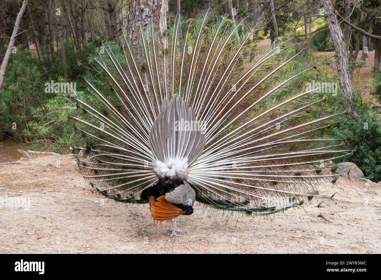 Peacock spreading its beautiful colorful tail. Plaka Forest, located in ...