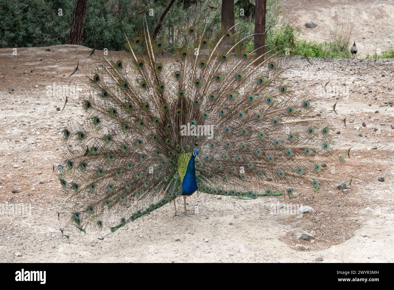 Peacock spreading its beautiful colorful tail. Plaka Forest, located in ...