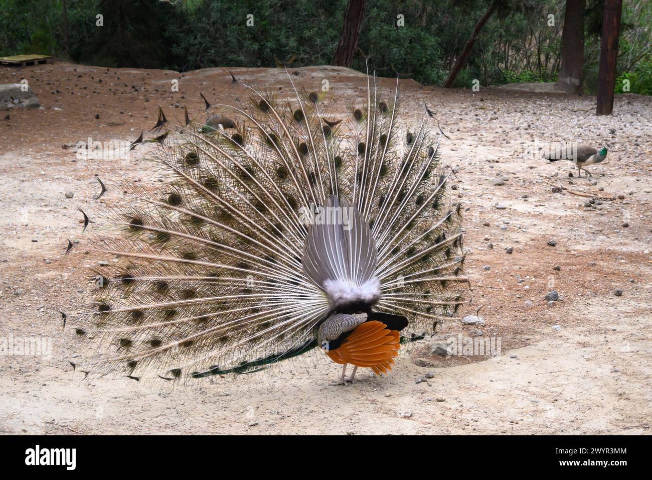 Peacock spreading its beautiful colorful tail. Plaka Forest, located in ...