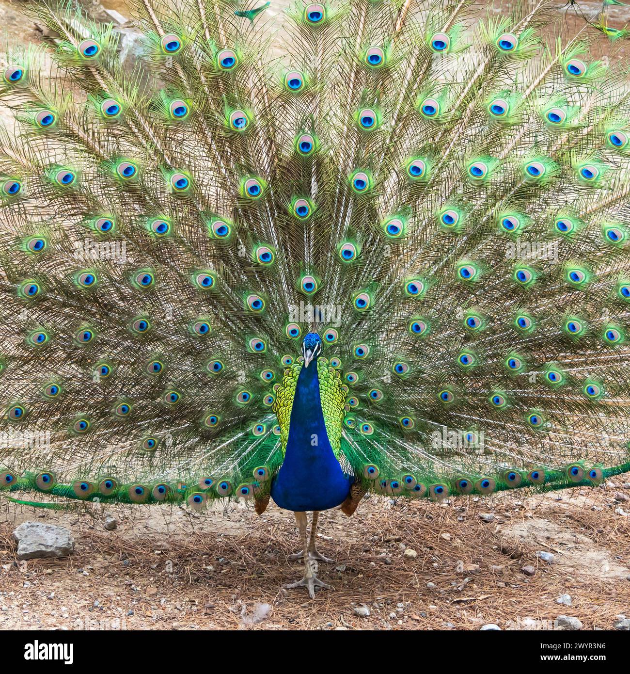 Peacock spreading its beautiful colorful tail. Plaka Forest, located in ...