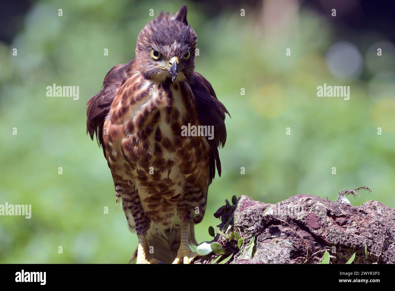 Goshawk owl hi-res stock photography and images - Alamy