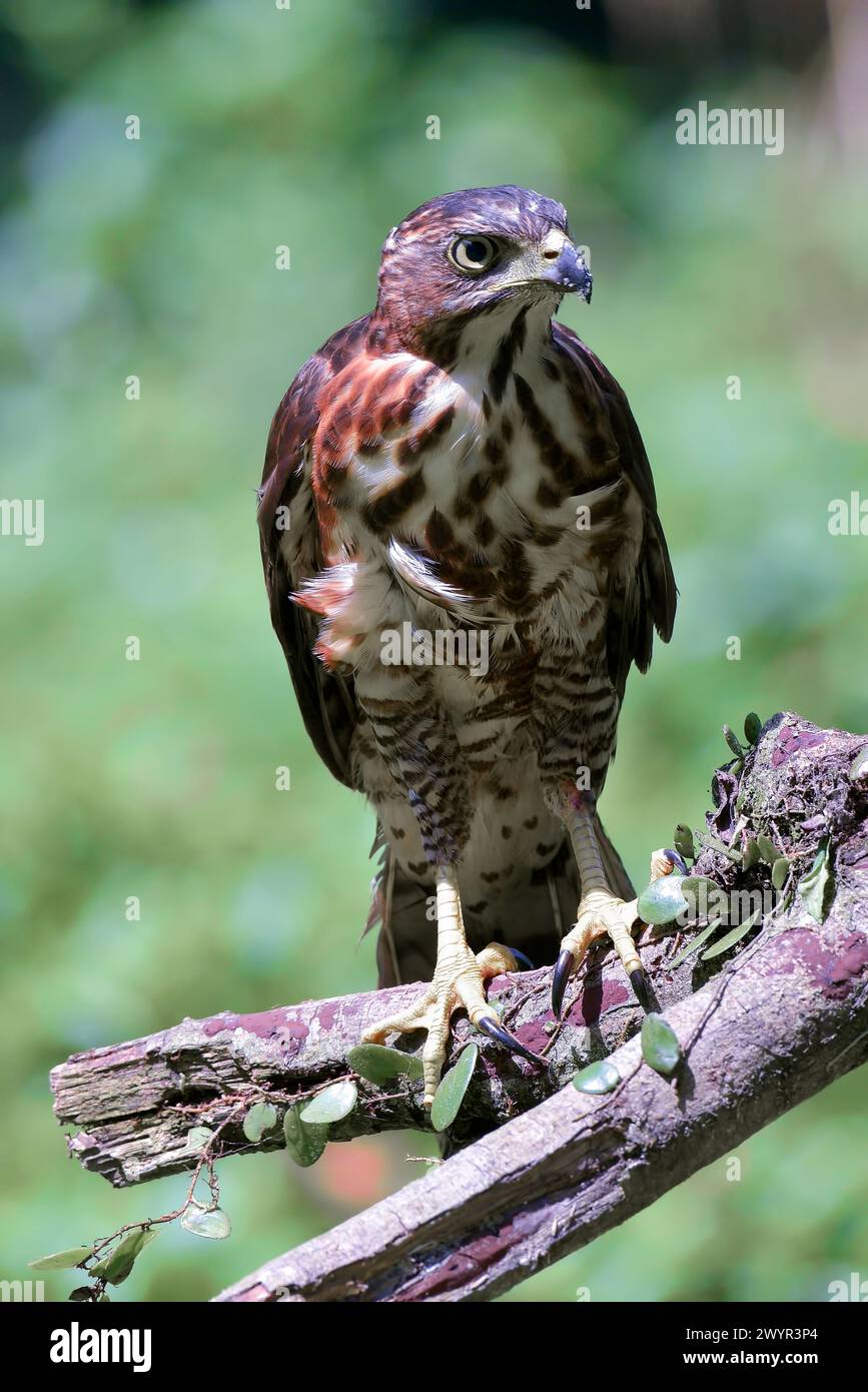 Goshawk owl hi-res stock photography and images - Alamy