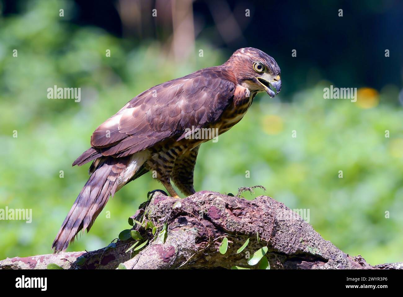 Northern goshawk accipiter gentilis close hi-res stock photography and ...