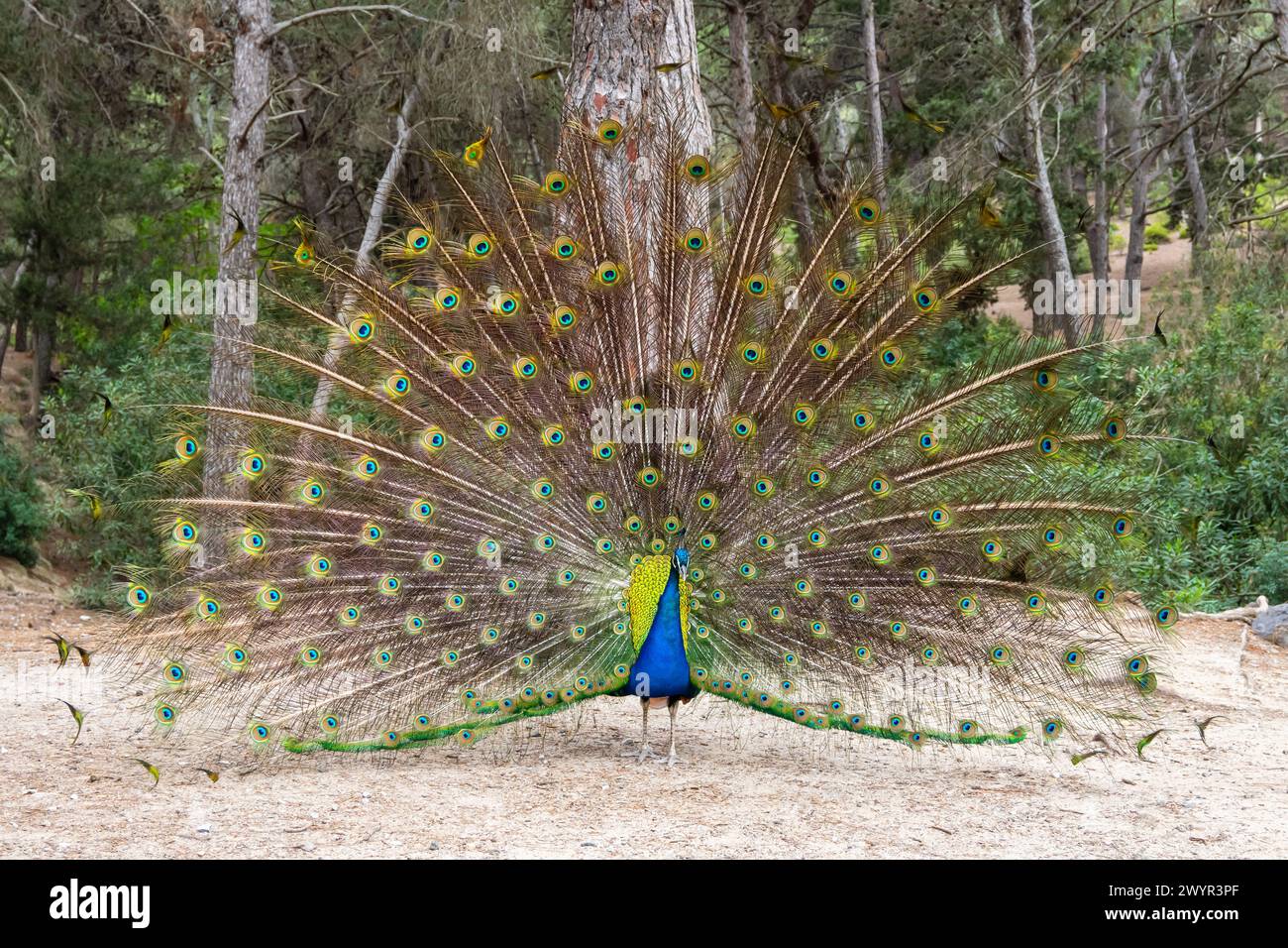 Peacock spreading its beautiful colorful tail. Plaka Forest, located in ...
