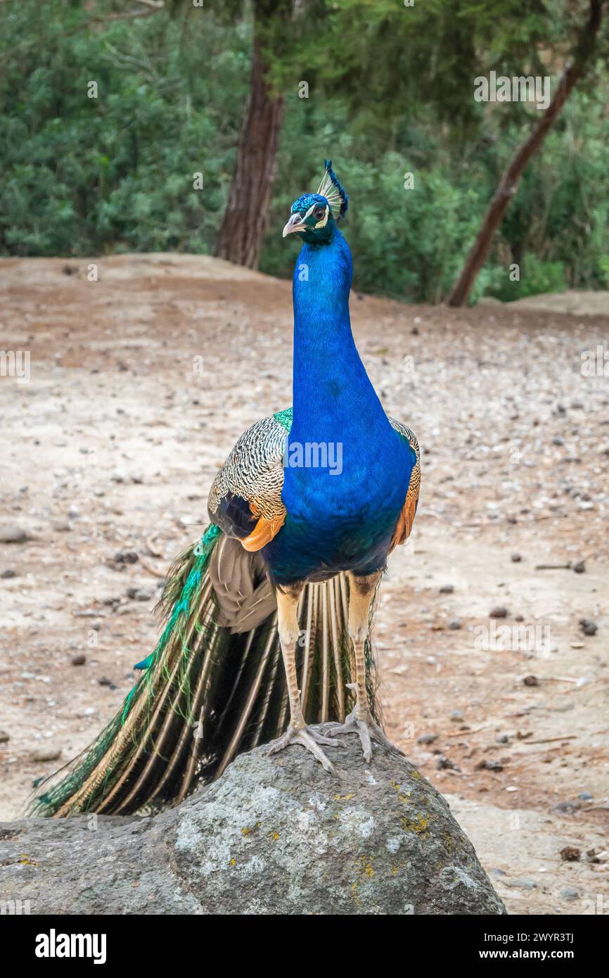 Peacock in Plaka Forest, located in the Plaka Region of Kos Island ...